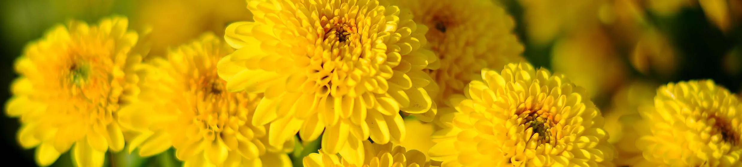 Chrysanthellum americanum : Tout savoir sur l'actif - Onatera.com